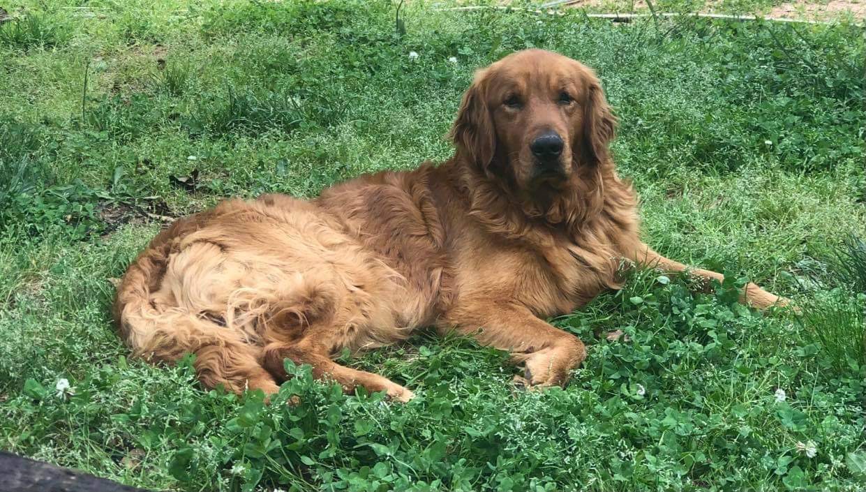 Our Dogs – Son Rose Golden Retrievers